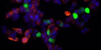 Faculty Research | Neuroscience Program | UIUC